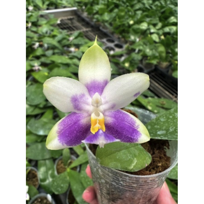 Орхiдея Phal. Violacea blue C-1 - купити, доставка Україна